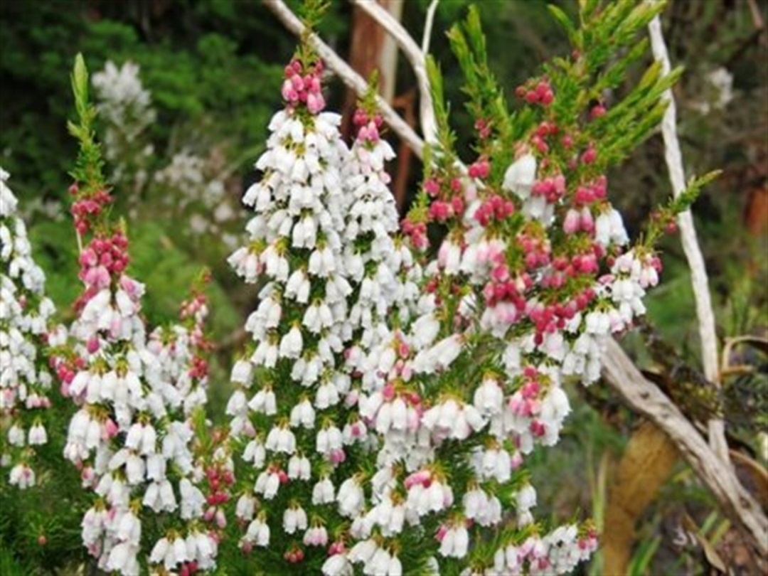 Spanish Heath Blitz - Weeds Action Fund Burnie City Council