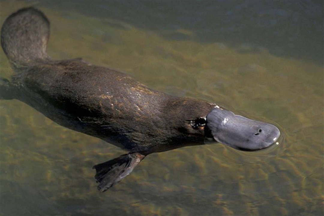 Platypus Spotting in Burnie Discover Burnie